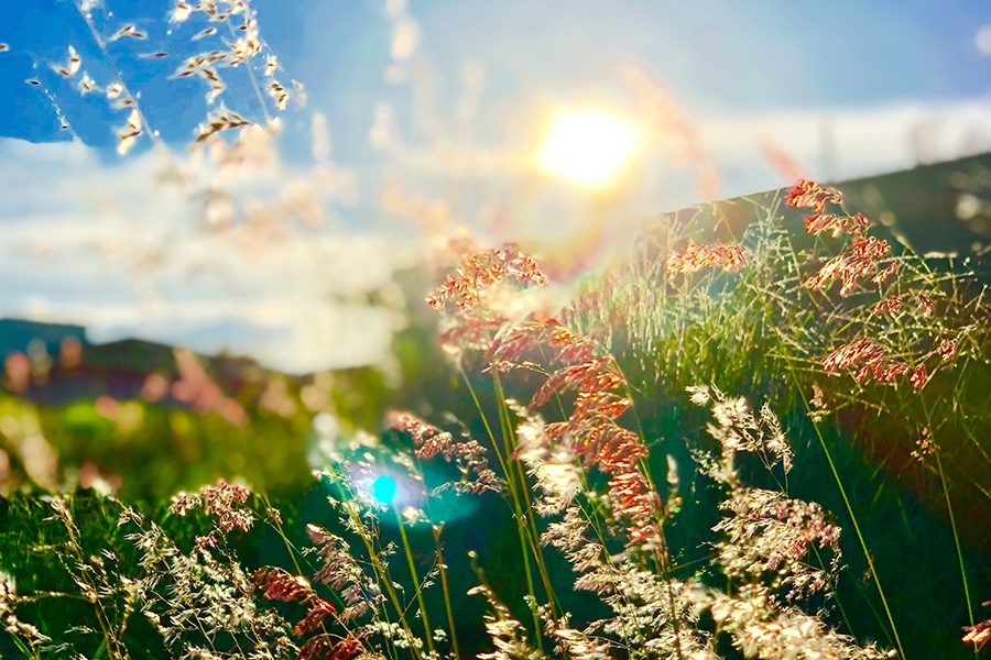 DTS Weekly update April 10, 2025 - David Thompson School